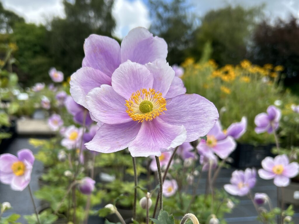 Clippings from The Growing Nursery - August 2024 - Beetham Nurseries