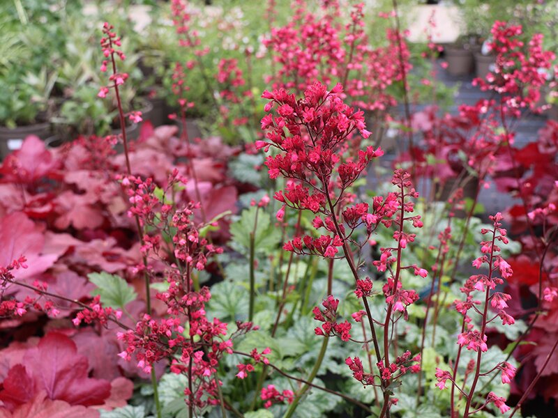 Clippings from The Growing Nursery – October 2023 - Beetham Nurseries