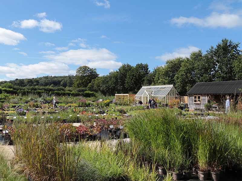 Growing Nursery Manager's Picks of the Month - July 2022 - Beetham ...