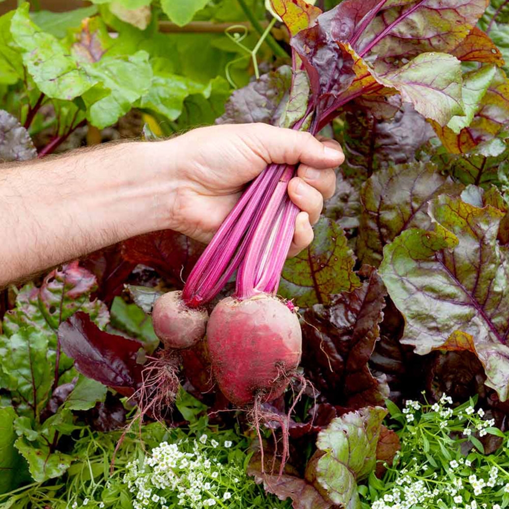 Beetroot Seeds - Bulls Blood - Beetham Nurseries