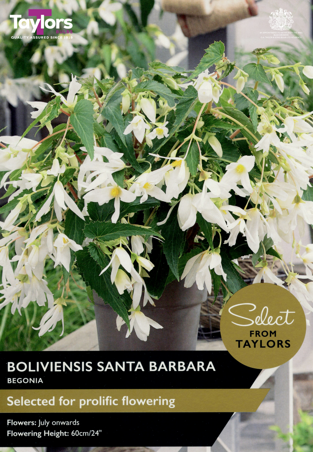 Begonia - Boliviensis Santa Barbara Bulb (1 per pack) - Beetham Nurseries