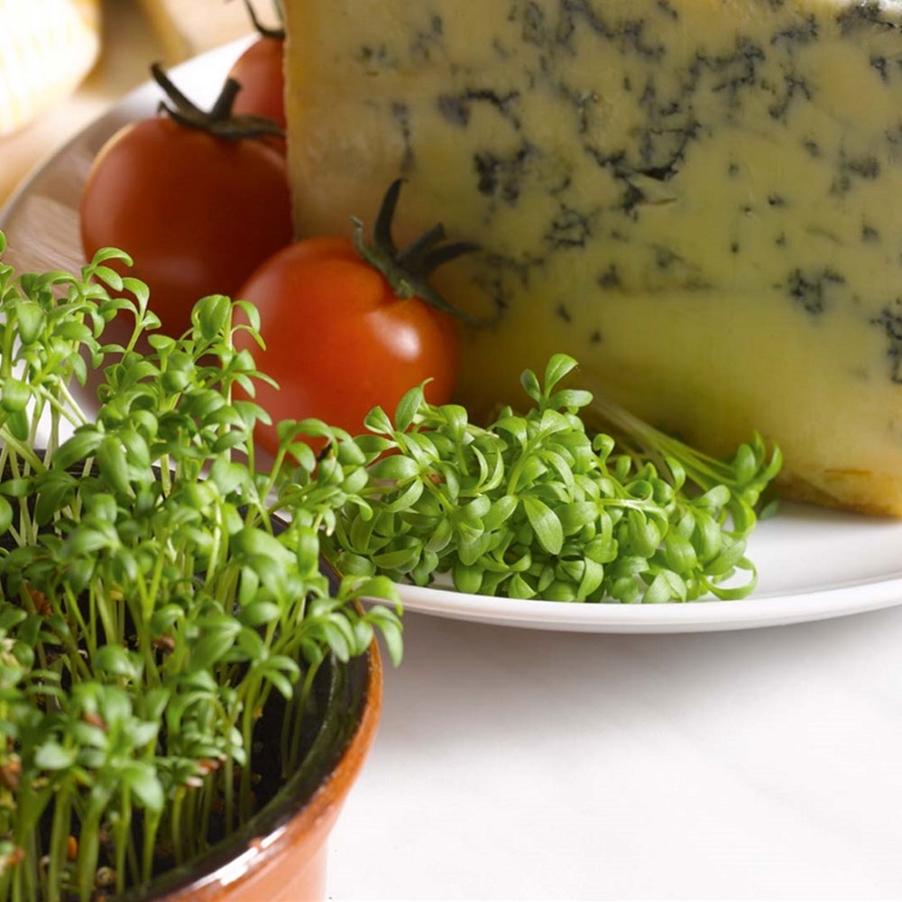 Cress Seeds - Curled - Beetham Nurseries