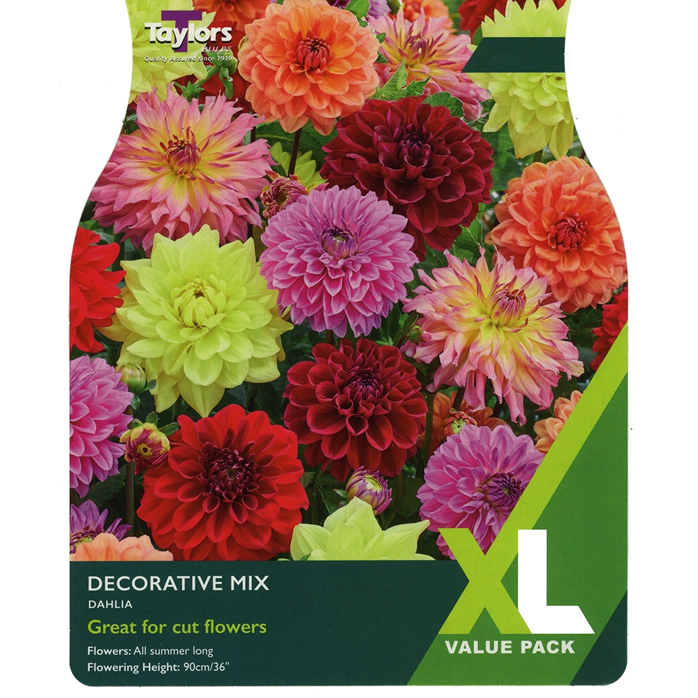 Dahlia - Decorative Mix (3 per Pack) - Beetham Nurseries