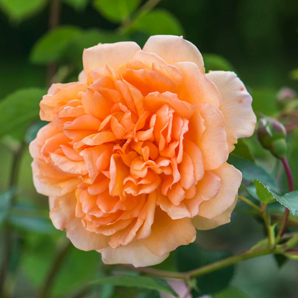 Dame Judi Dench® English Shrub Rose - David Austin Roses - Beetham ...