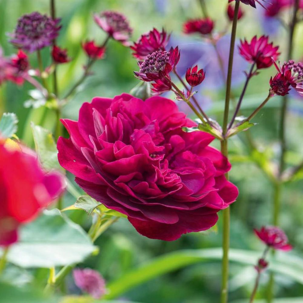 Darcey Bussell English Shrub Rose - David Austin Roses - Beetham Nurseries