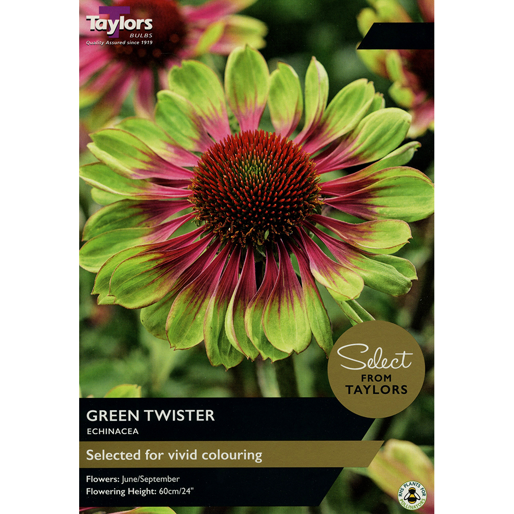 Echinacea - Green Twister (2 per pack) - Beetham Nurseries