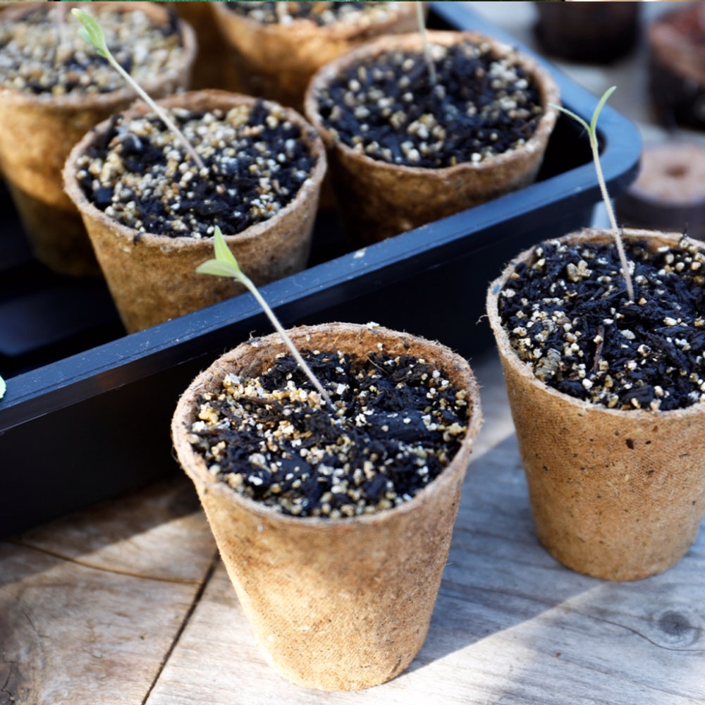 Fibre 8cm Pots (Pack of 12) - Beetham Nurseries