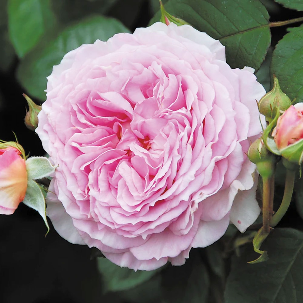 James Galway English Climbing Rose - David Austin Roses - Beetham Nurseries
