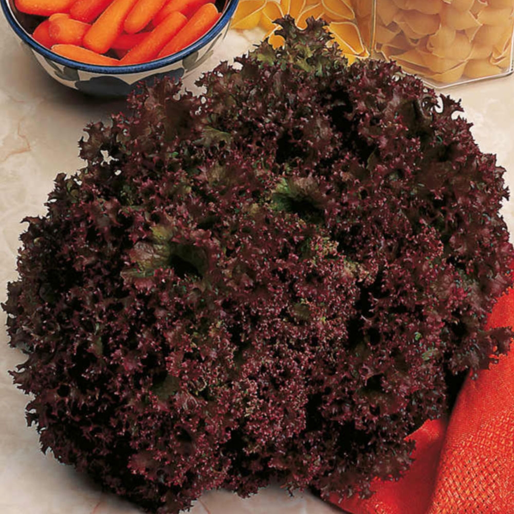 Lettuce Seeds - Lollo Rossa - Beetham Nurseries