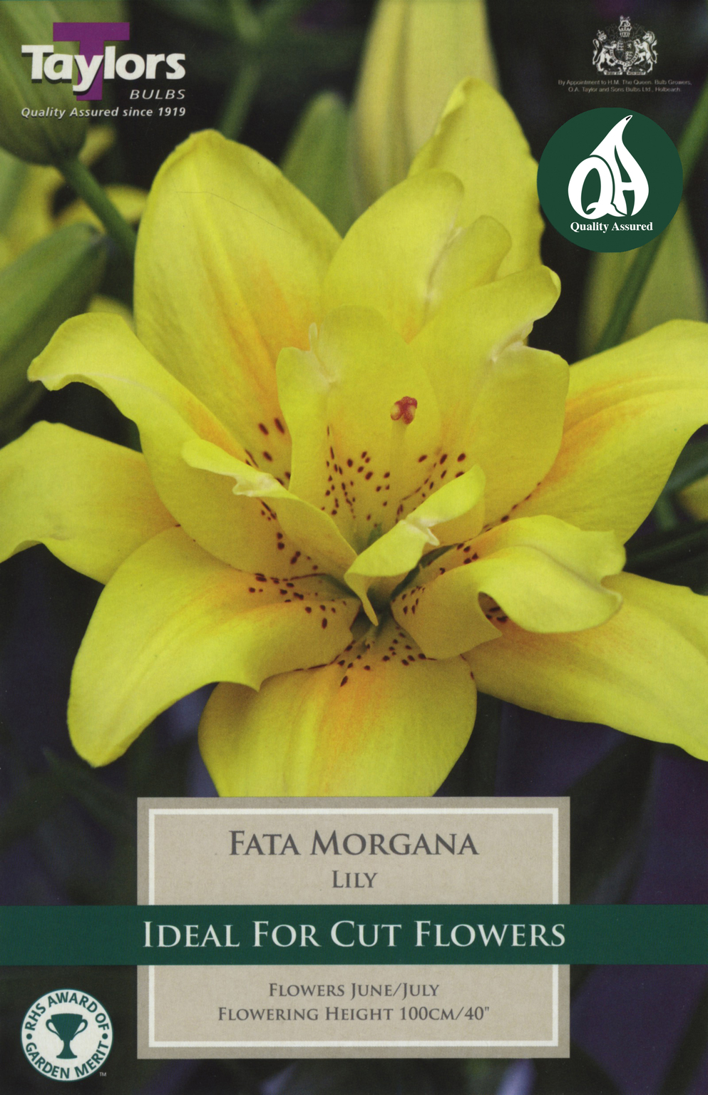 Lily - Fata Morgana Bulbs (2 per pack) - Beetham Nurseries