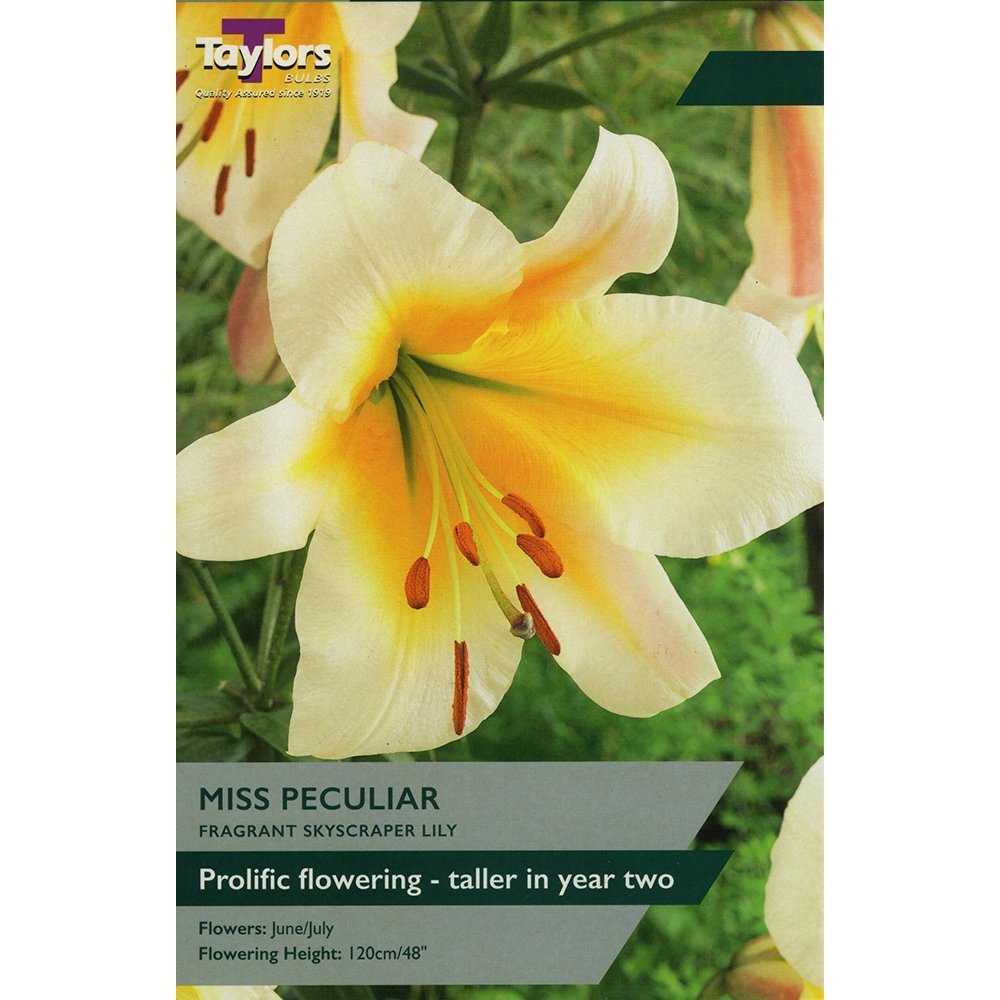 Lily - Miss Peculiar Bulbs (2 per pack) - Beetham Nurseries