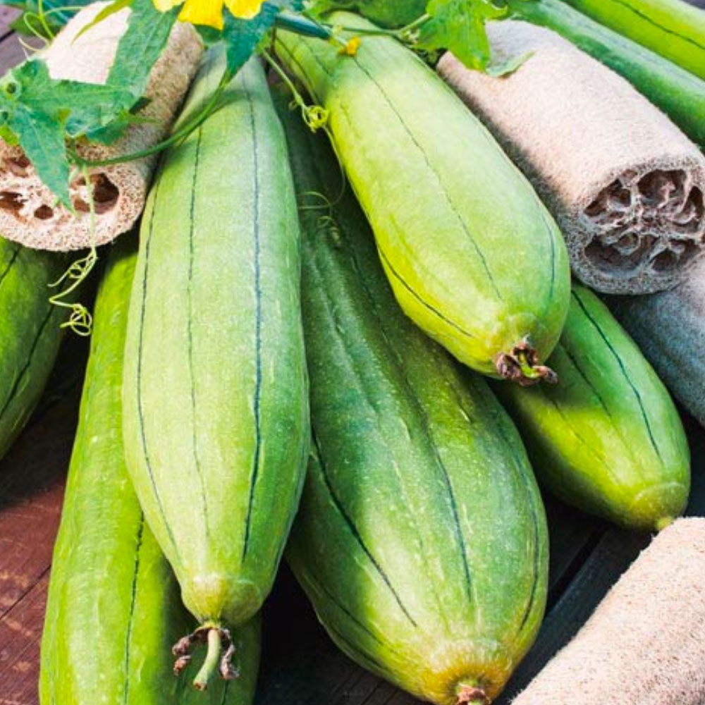 Luffa Seeds - Beetham Nurseries