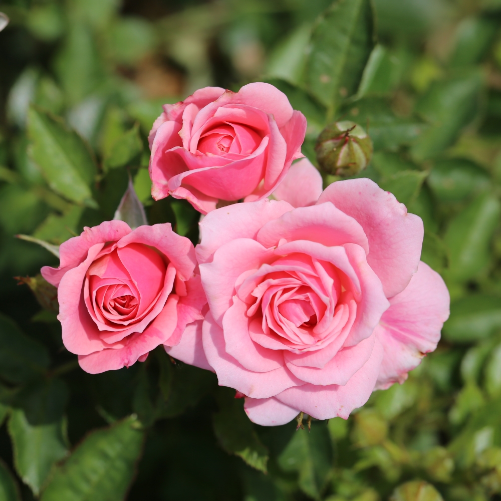 Pretty Polly Patio Rose - Whartons Roses - Beetham Nurseries
