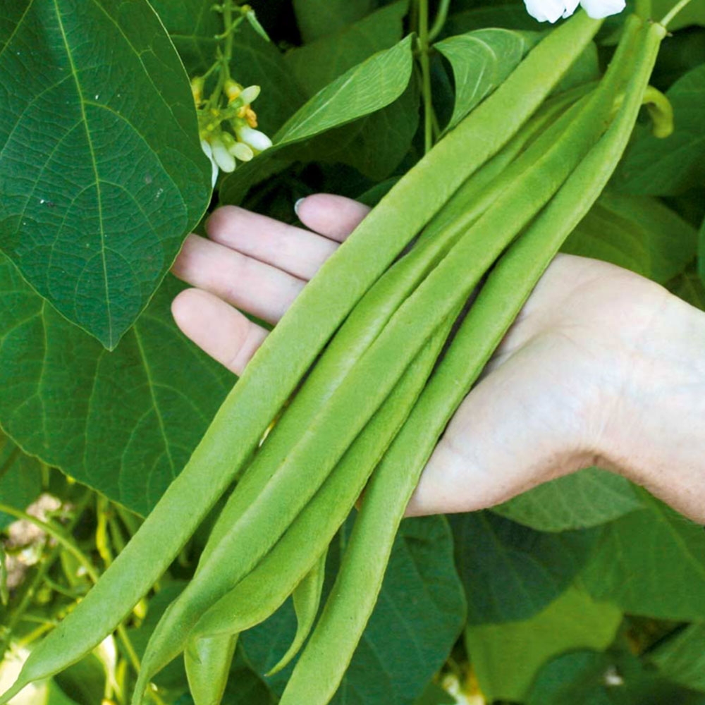 Runner Bean Seeds - Moonlight - Beetham Nurseries