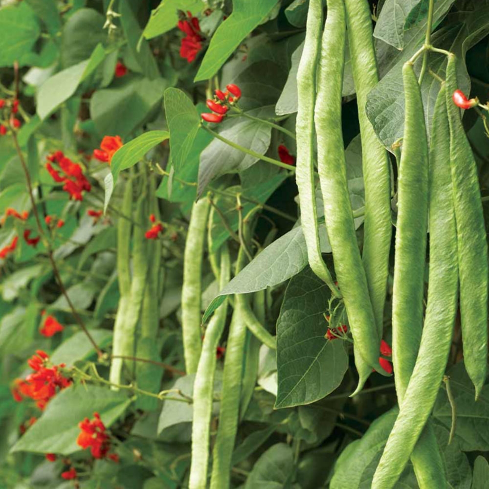 Runner Bean Seeds - Scarlet Emperor - Beetham Nurseries