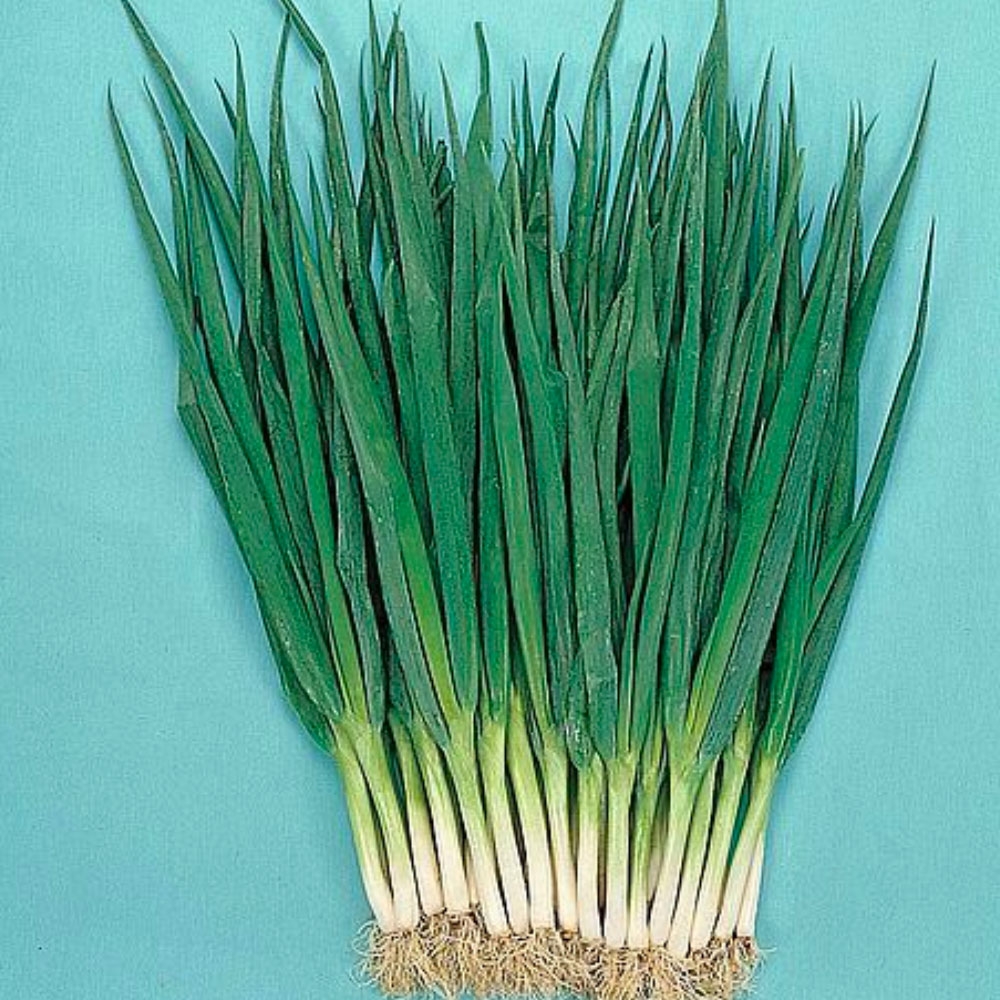 Spring Onion Seeds - Feast F1 Hybrid - Beetham Nurseries