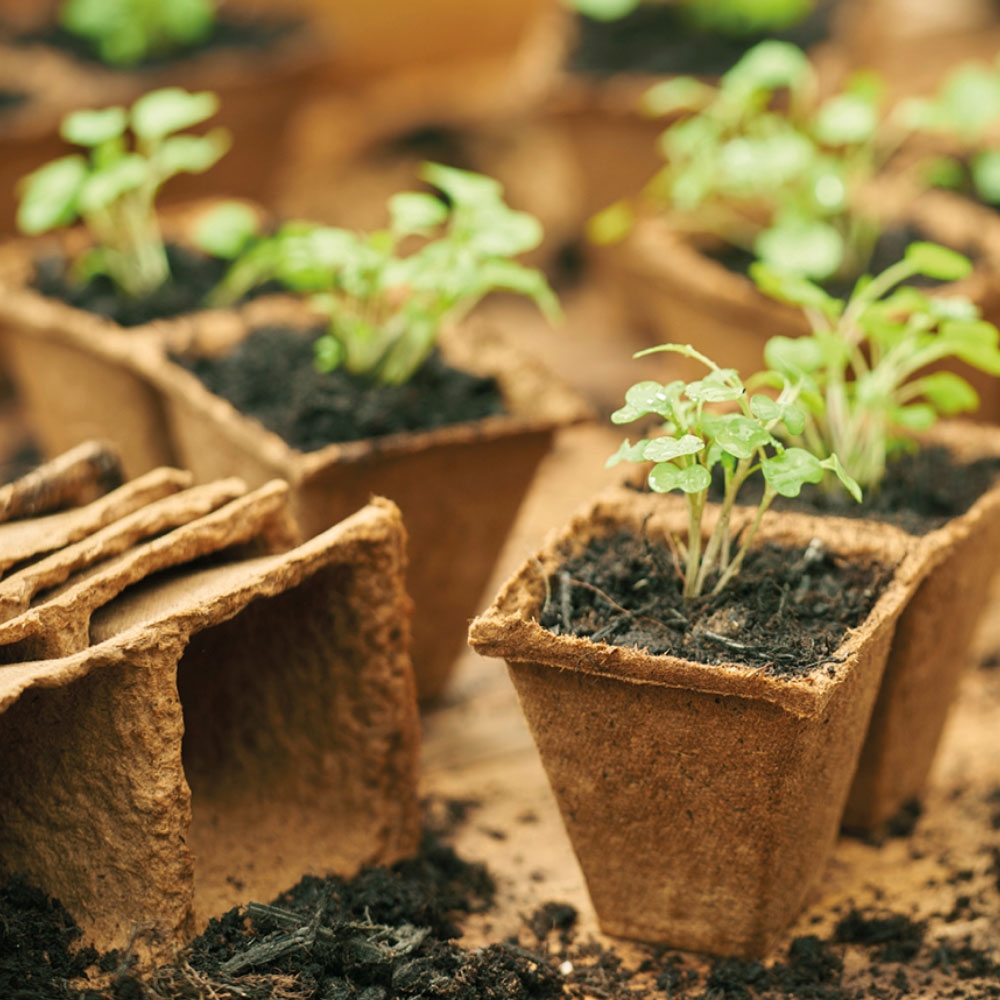 Square Fibre Pot Strips (Pack of 20) - Beetham Nurseries