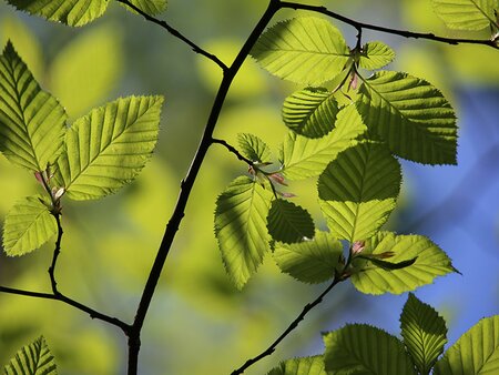 Events - Beetham Nurseries