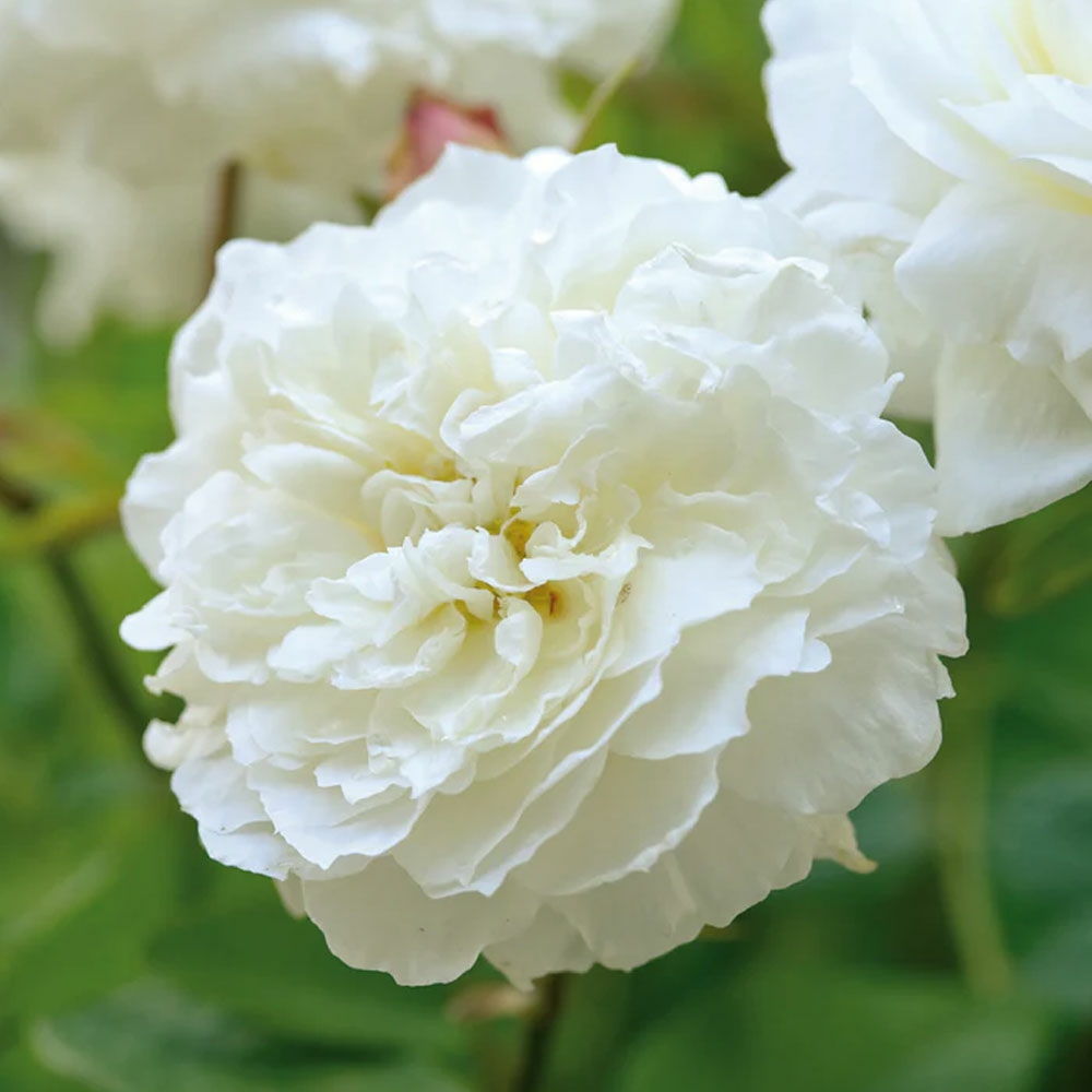 Susan Williams-Ellis® English Shrub Rose - David Austin Roses - Beetham ...