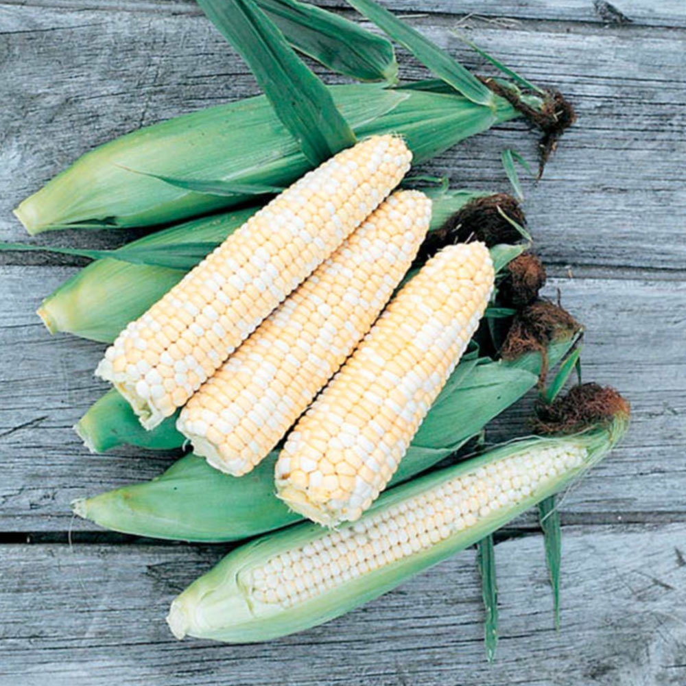 Sweet Corn Seeds - Double Standard - Beetham Nurseries