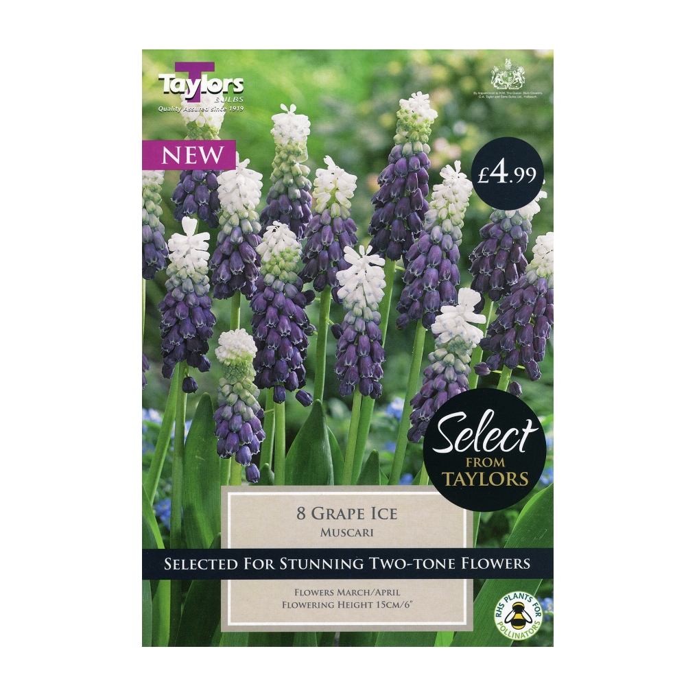 Taylors Muscari Grape Ice Bulbs (10 per Pack) - Beetham Nurseries
